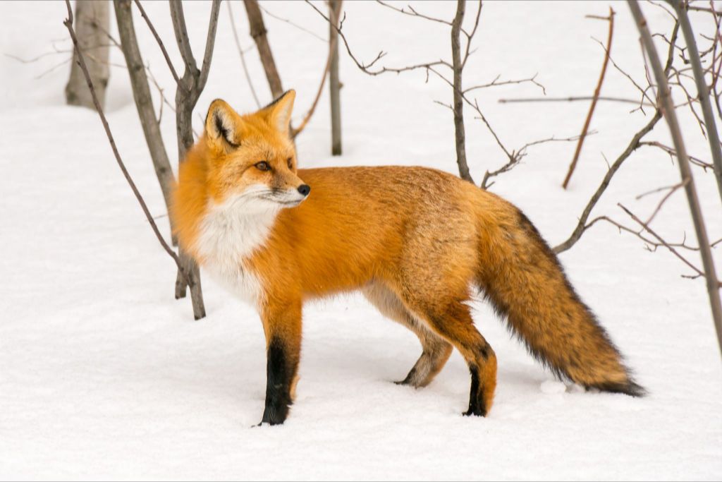 Red Fox in Winter – Cades Cove Gallery